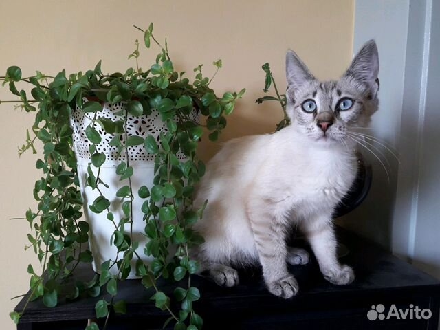 Котенок тайский