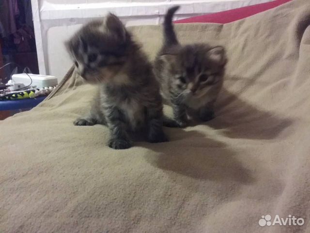 Отдам котят