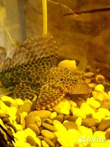 Парчевый сом