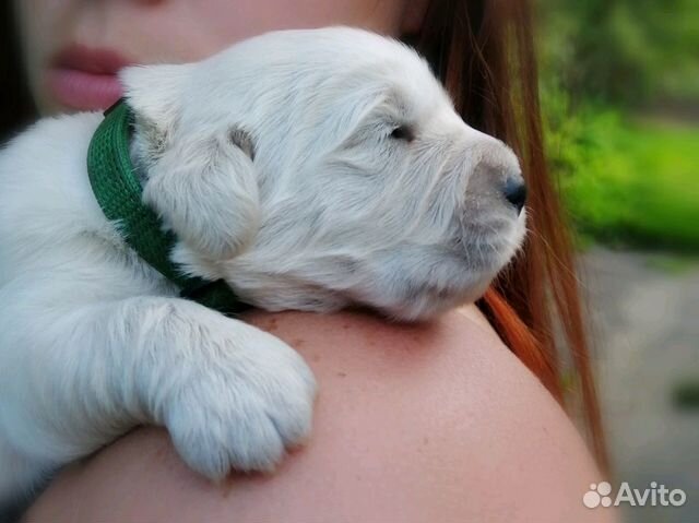 Золотистый Ретривер - Голден Ретривер - Золотинки