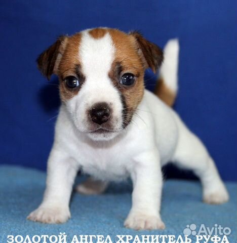 Джек Рассел Терьер, руфа