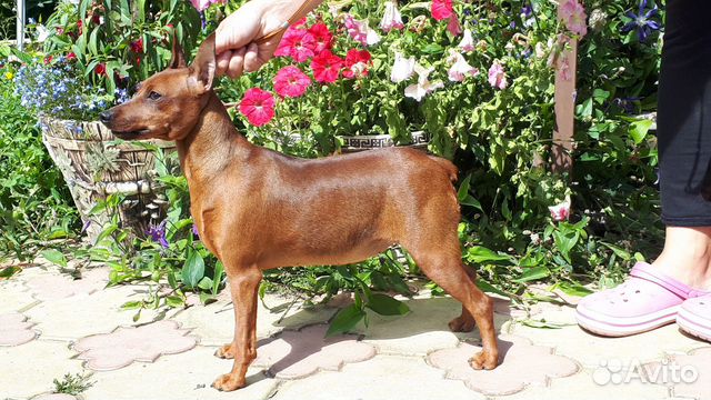 Рыжая пампушечка