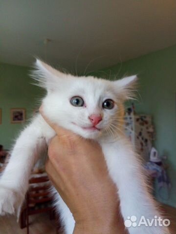 Отдадим в добрые руки. Котенок-потеряшка