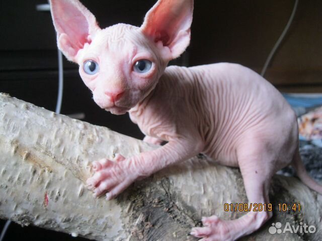 Котятки сфинксы