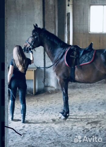 Тракененский мерин