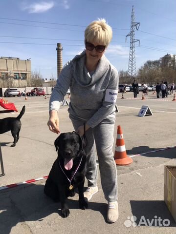 Вязка лабрадор кобель