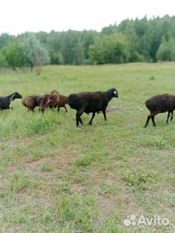 Продам Бараны