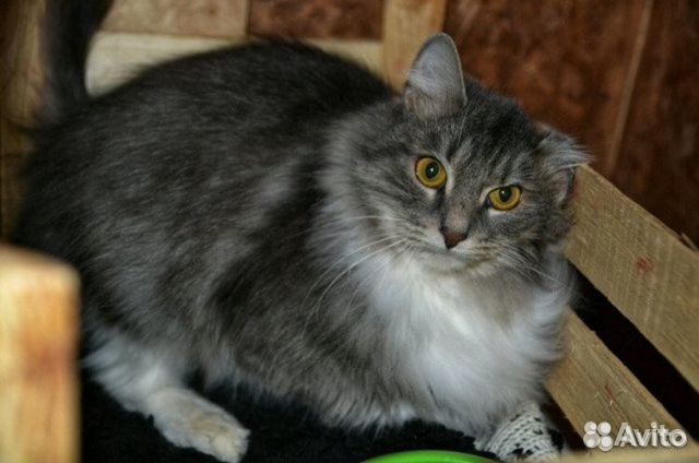 Кошечка Эля