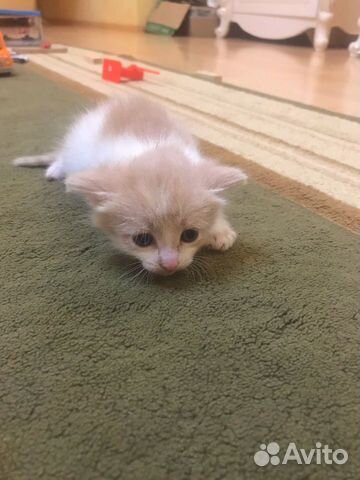 Котёнок в хорошие руки