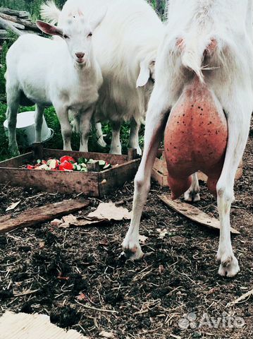 Коза, козел, козлёнок