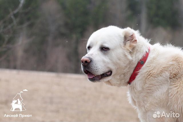 Пристраивается алабай