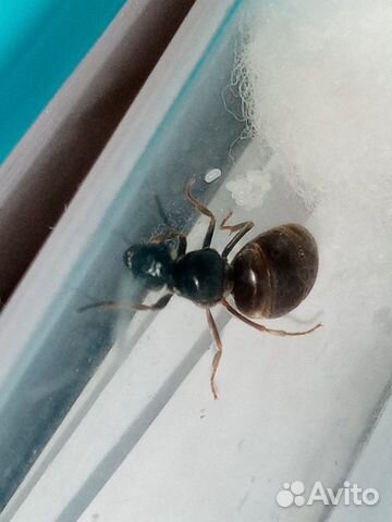 Матка муравьёв вида lasius