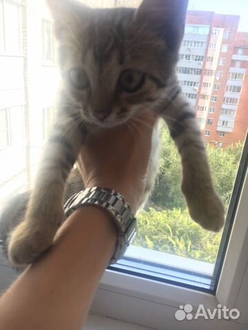 Котенка отдам в хорошие руки