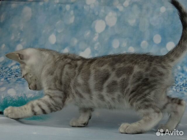 Бенгальские котята (классика и редкие окрасы)