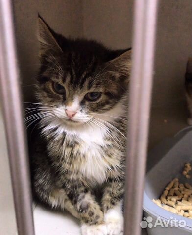 Маленький зайчик ищет дом