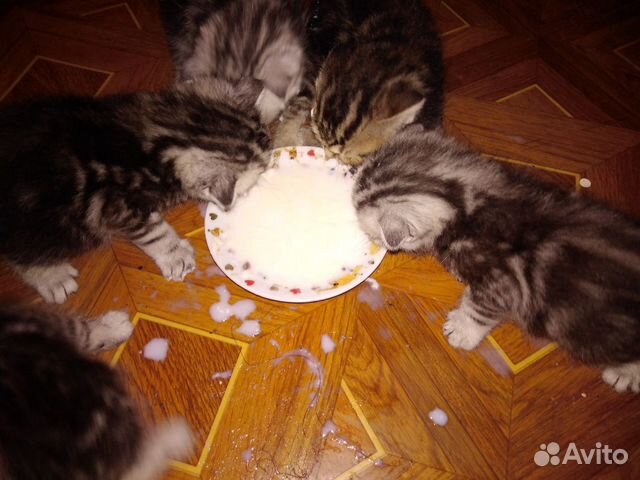 Подаю шотландских вислоухих котят 1мясяц, едят все