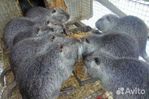Продаю нутрий на племя или мясо
