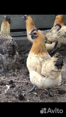 Семья китайских кур Лакеданзи 4+1