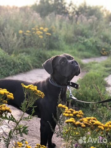 Пижмовая сиротка Шаня кане Корсо отдаём