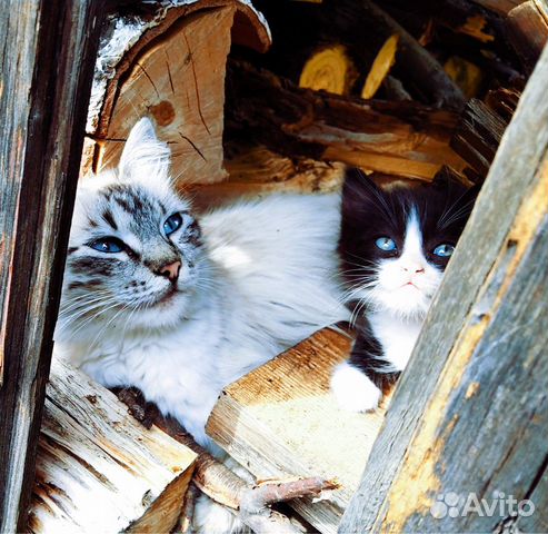 Неведомы зверушки