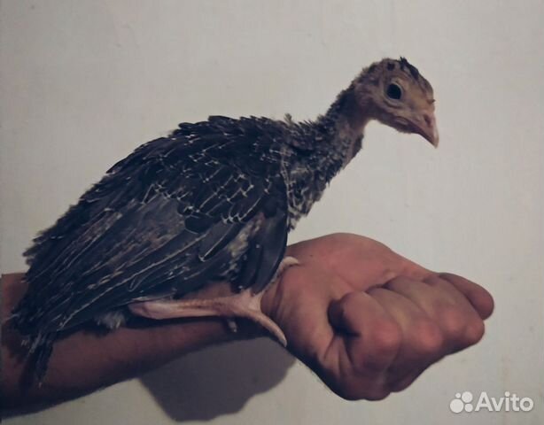 Индюшата домашние