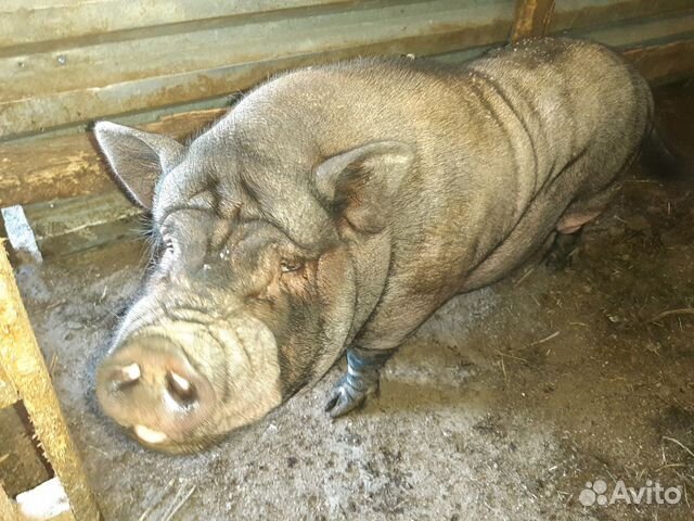 Кабан племенной