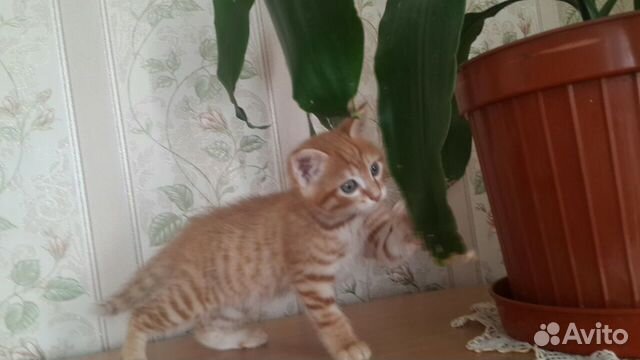 Курильский бобтейл