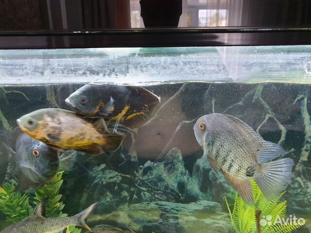 Астронотусы