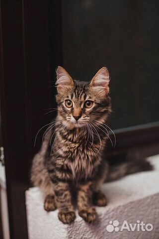 Котята метисы сибирской лесной и мейнкуна