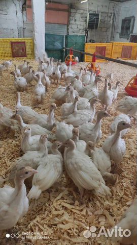 Индюшата белая широкогрудая, 1,5мес