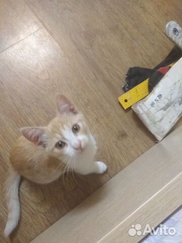 Котенок-антидепрессант ищет хозяев