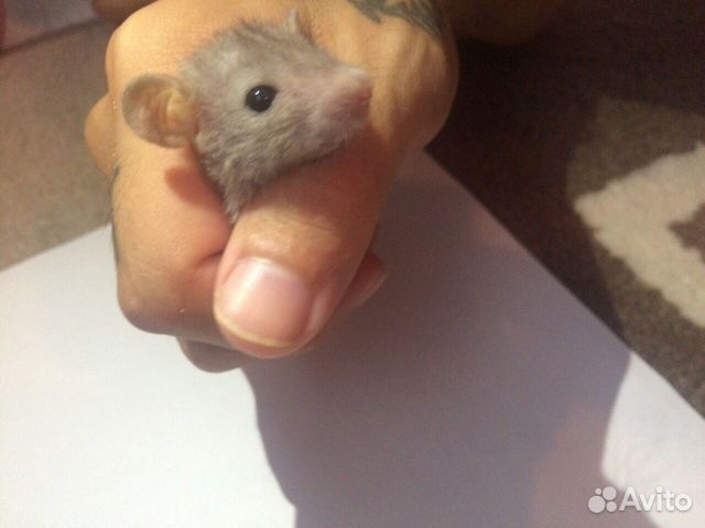 Крысята Дамбо