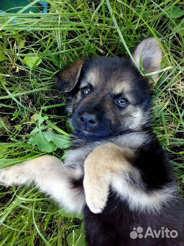 Два милых щенка-близнеца