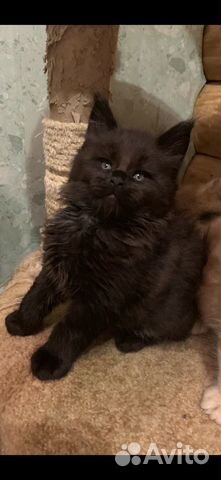 Крупные котики Мейн кун