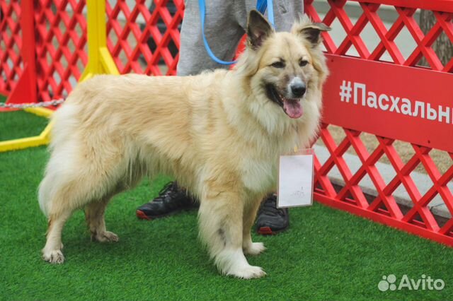 Пушистое счастье ищет дом