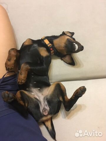 Ягдтерьер 9 месяцев