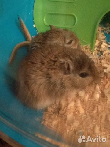 Мышки песчанки. мальчики