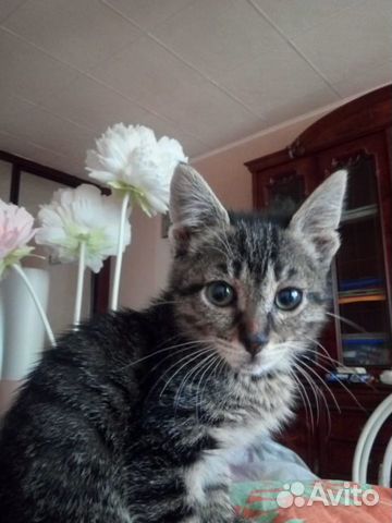 Кошка Брошка Щепкина (котёнок)