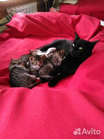 Отдадим маленьких алмазиков