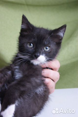 Красивый котенок-мальчик 1.5 мес в дар