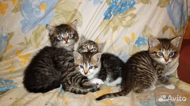 Отдам котят в добрые руки потомственные крысоловы
