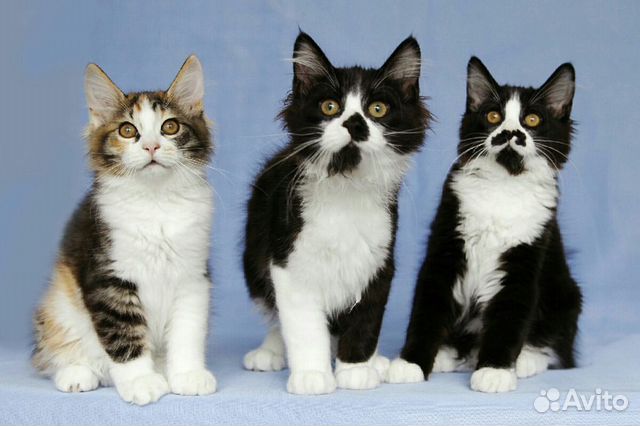 Котята курильские бобтейлы