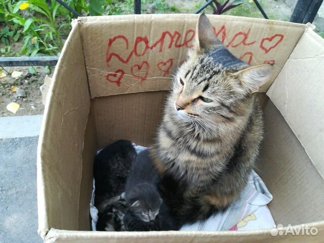 Котята пожалуйста заберите
