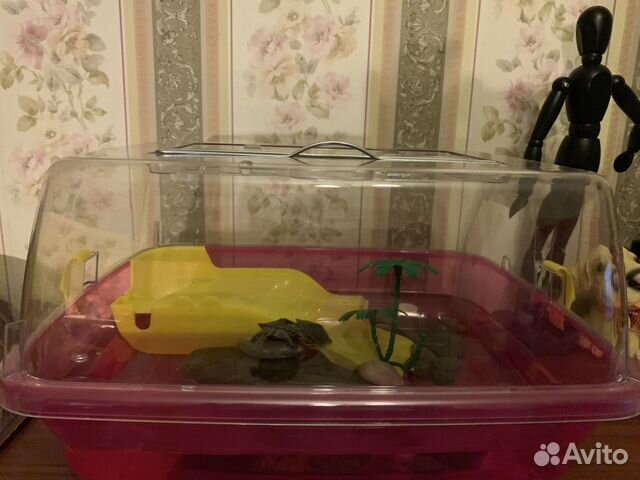 Красноухие черепашки