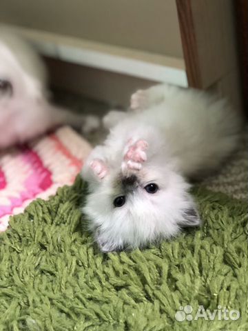 Рэгдолл с родословной