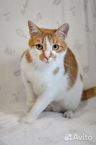 Скромный и застенчивый Кот 1,5 года