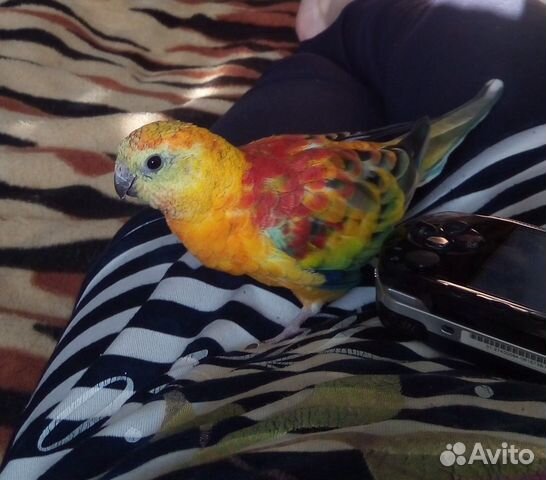 Певчий попугай
