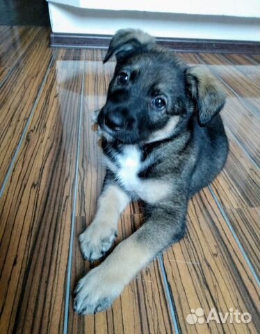 Ищет дом щенок