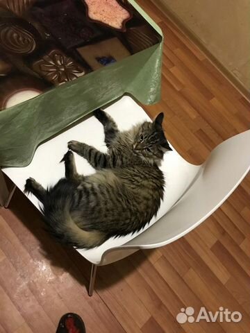 Кошка ищет кота на вязку