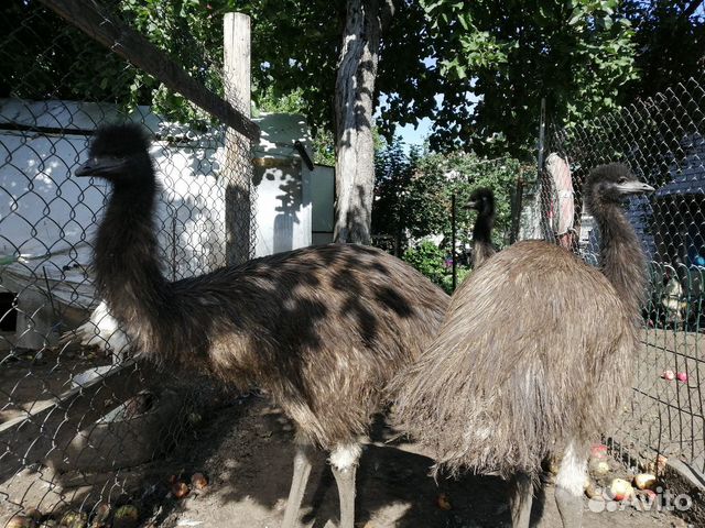 Страусы Эму